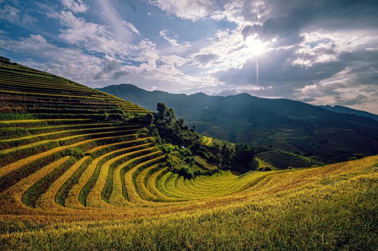 Most Beautiful Rice Fields In Vietnam – YESD Tours