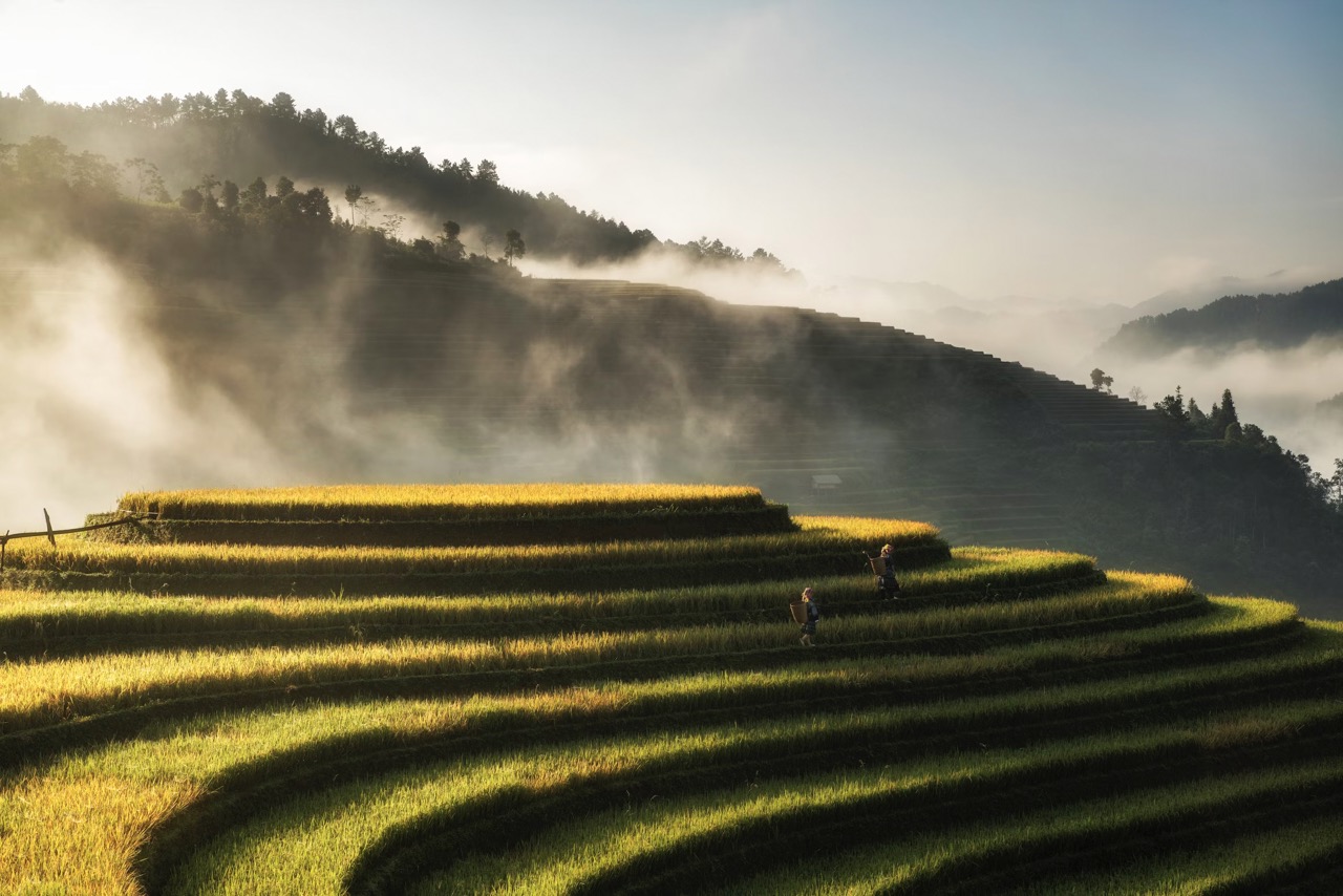 Mu Cang Chai Rice Terraces: A Visual Feast - YESD Travel