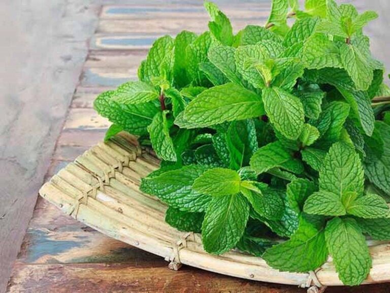 List Of 20 Unique Vietnam Vegetables: Pictures, Recipes, And More ...